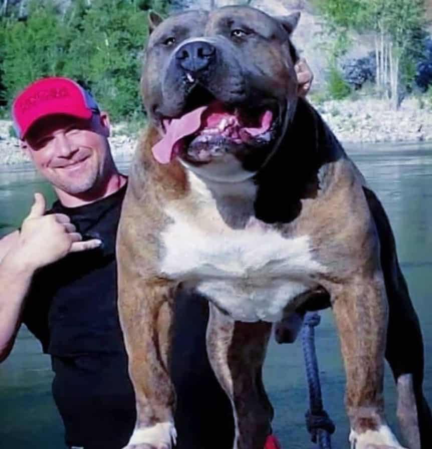Females / Bitches - Monster Bully Kennels