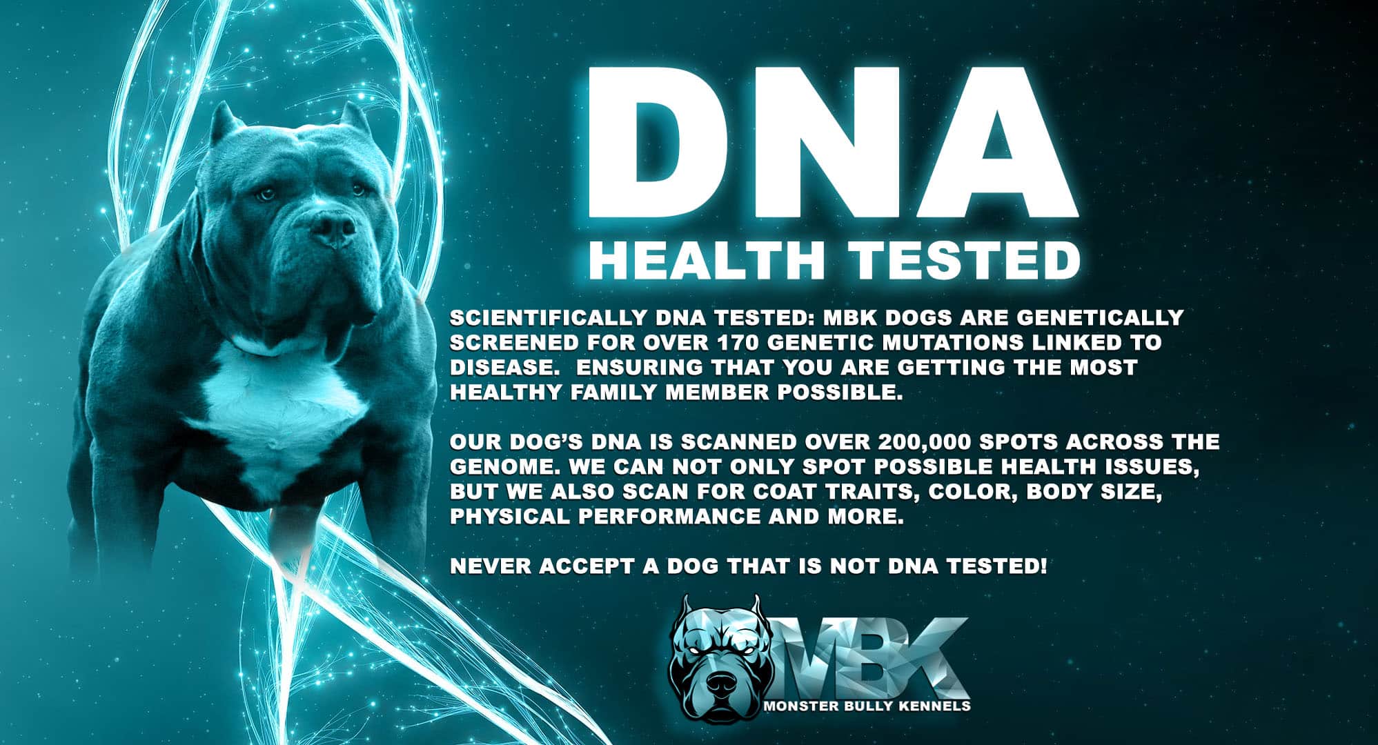 Biggest Pitbulls and Bullies. Home of King Louii - Monster Bully Kennels