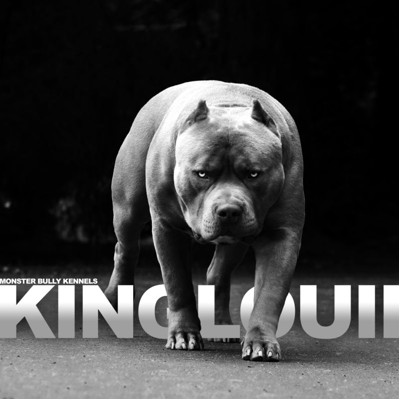 News - Monster Bully Kennels