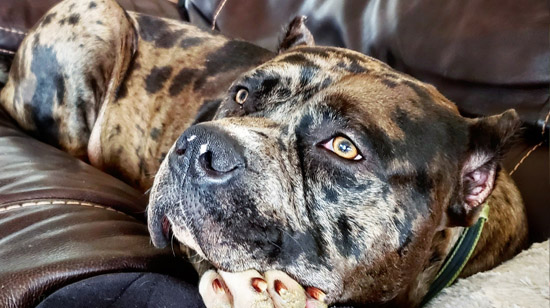 Females / Bitches - Monster Bully Kennels