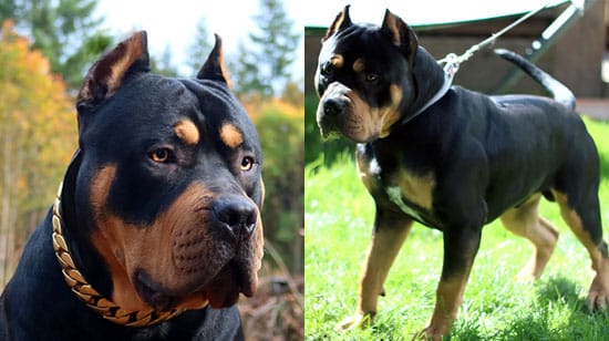 Males / Studs - Monster Bully Kennels