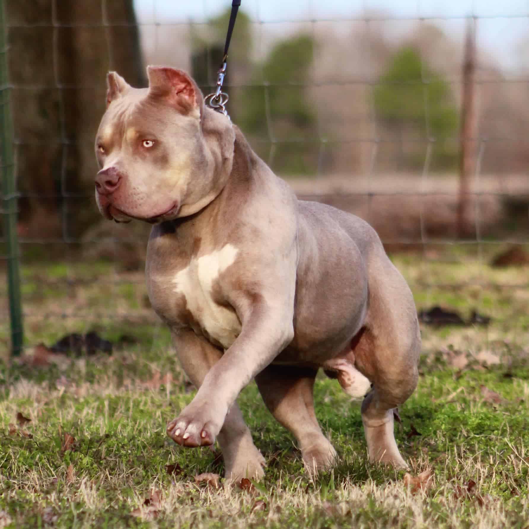 TESTIMONIALS - Monster Bully Kennels