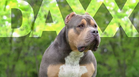 Males / Studs - Monster Bully Kennels