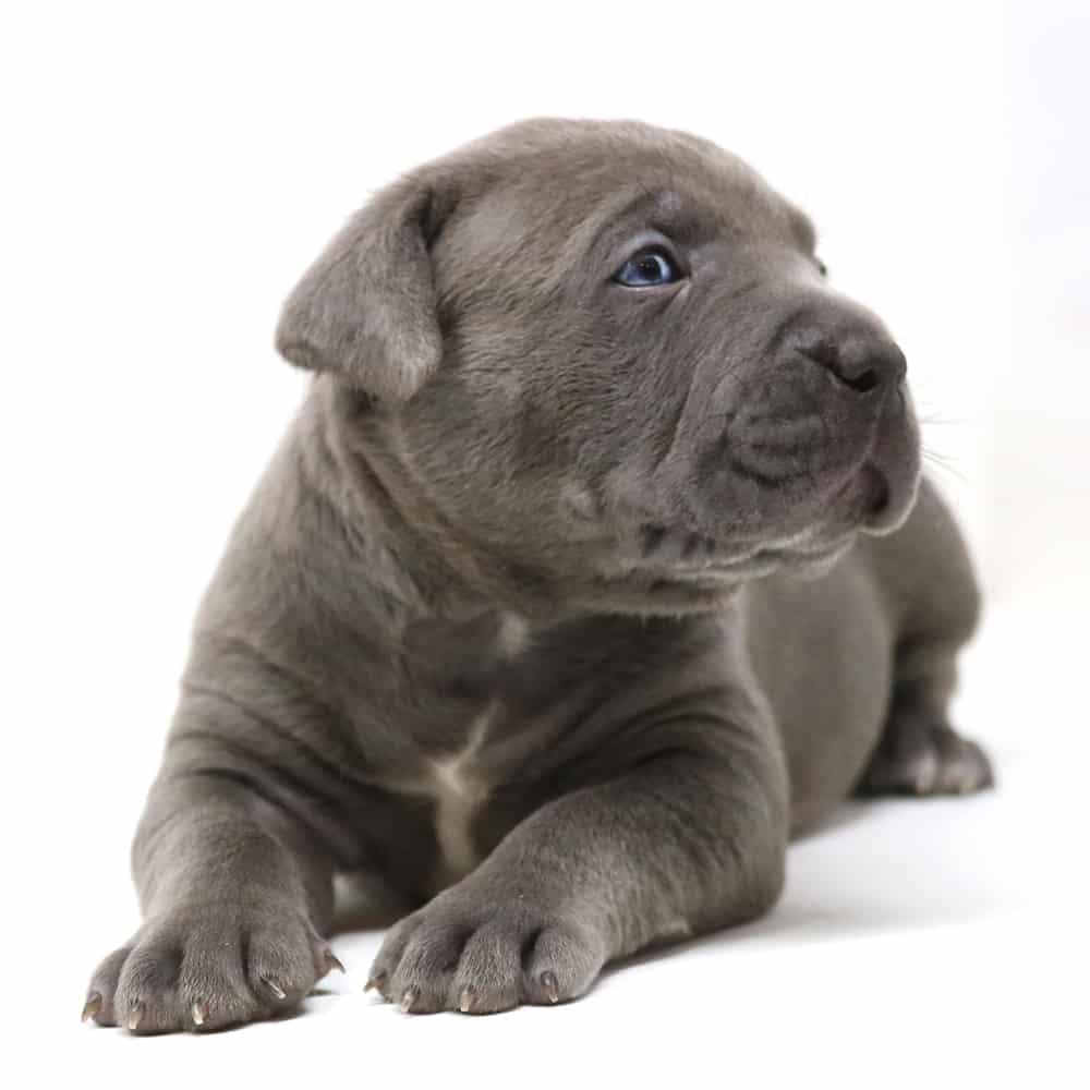 Puppies - Monster Bully Kennels