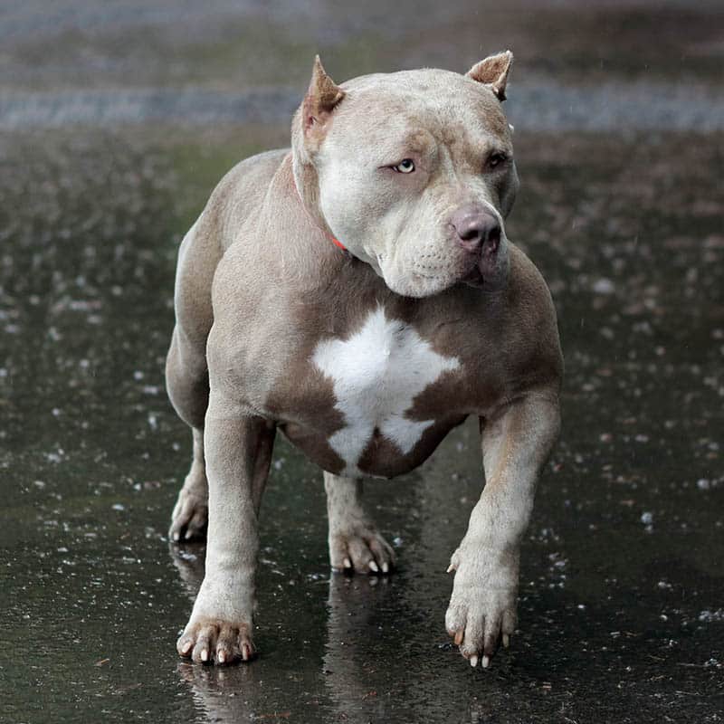 Puppies - Monster Bully Kennels