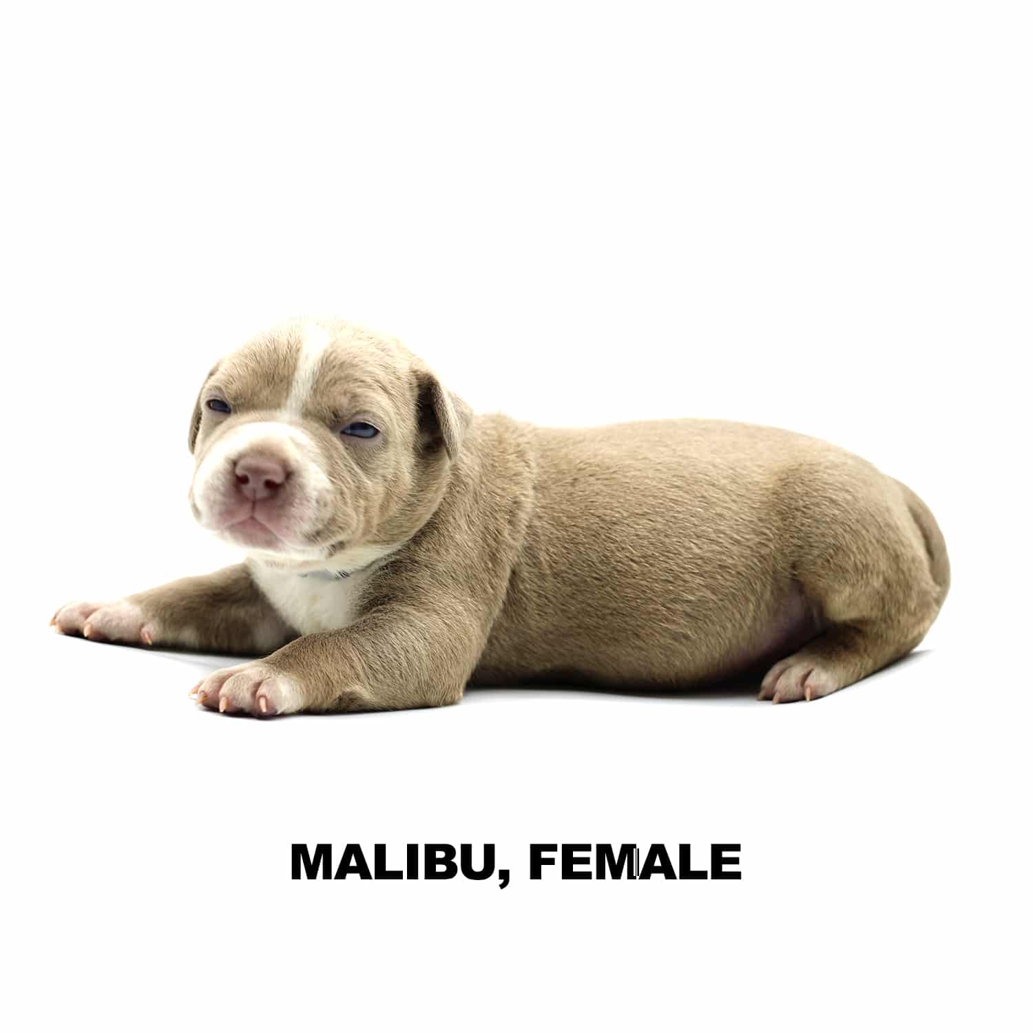 breedings - Monster Bully Kennels