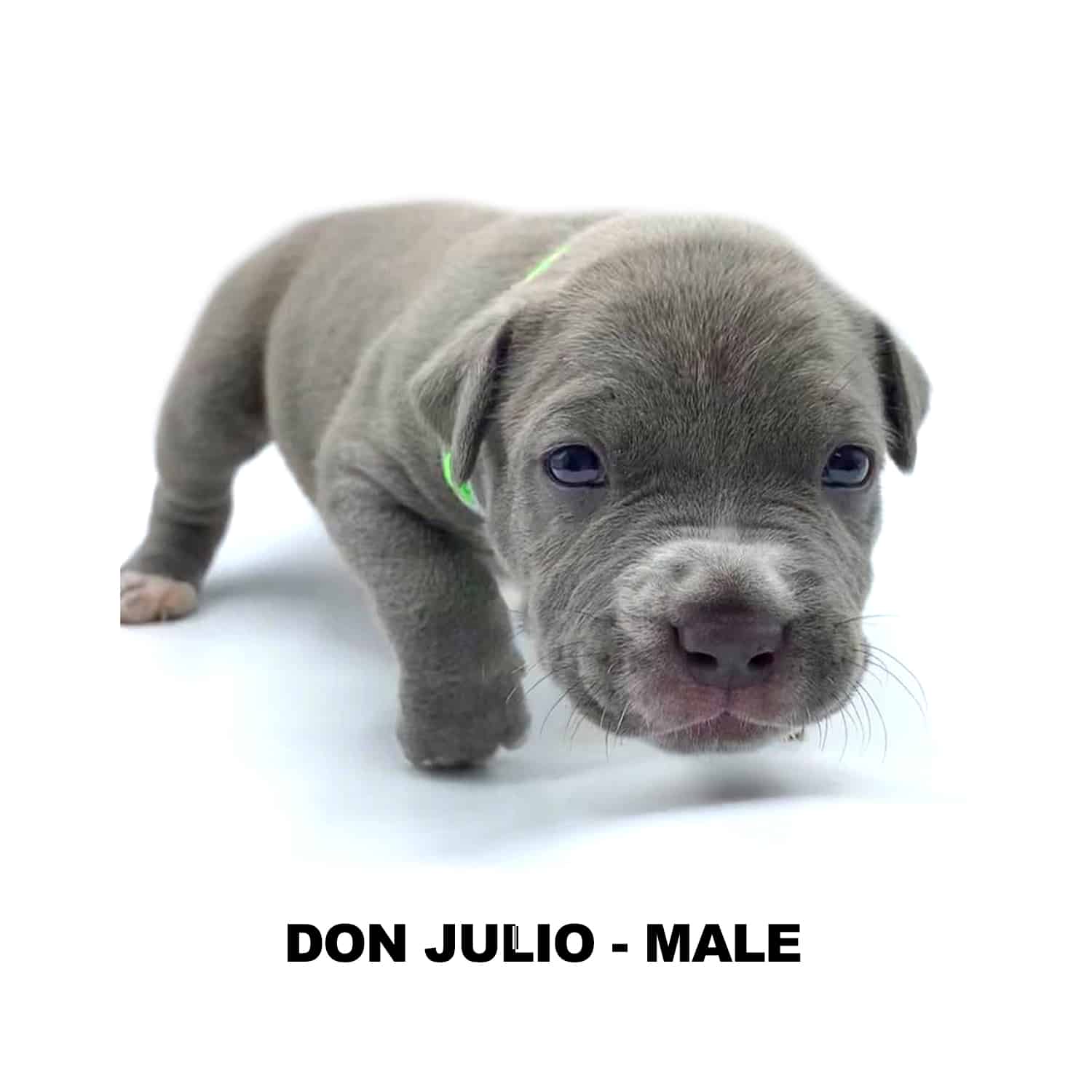 breedings - Monster Bully Kennels