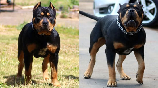 Males / Studs - Monster Bully Kennels