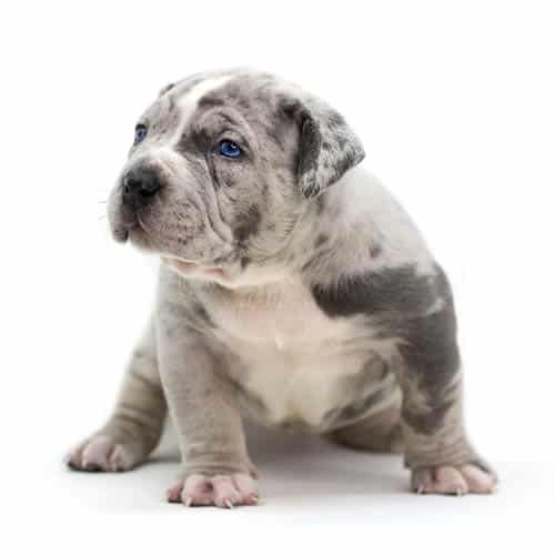 Puppies - Monster Bully Kennels
