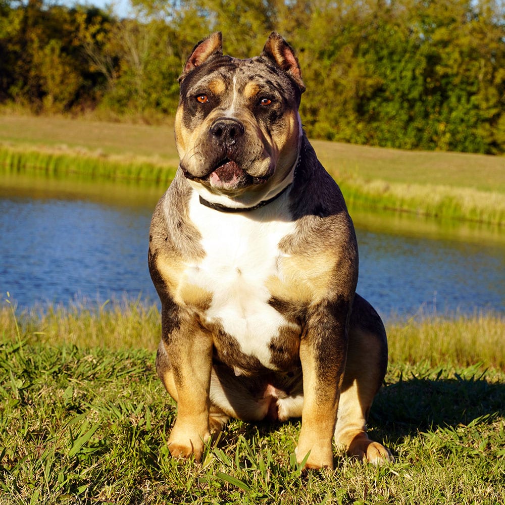 Breedings - Monster Bully Kennels