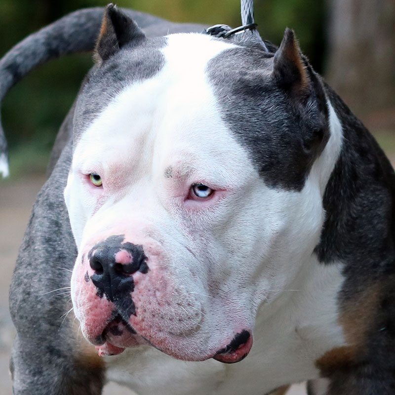 Males / Studs - Monster Bully Kennels