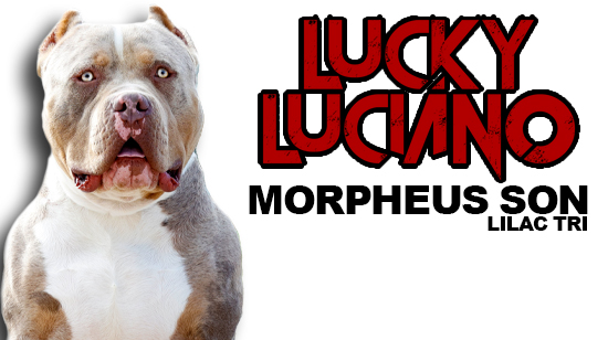 Males / Studs - Monster Bully Kennels