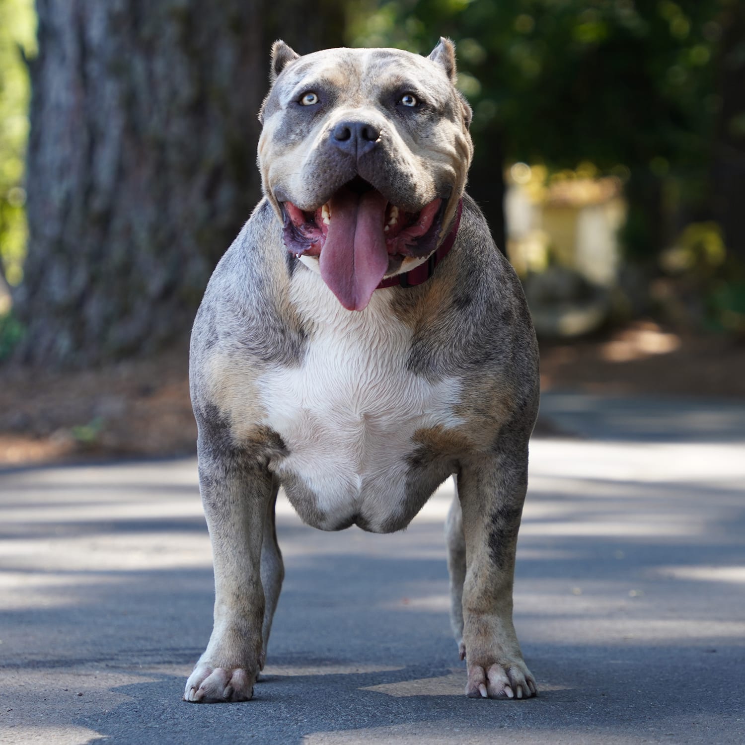 Breedings - Monster Bully Kennels