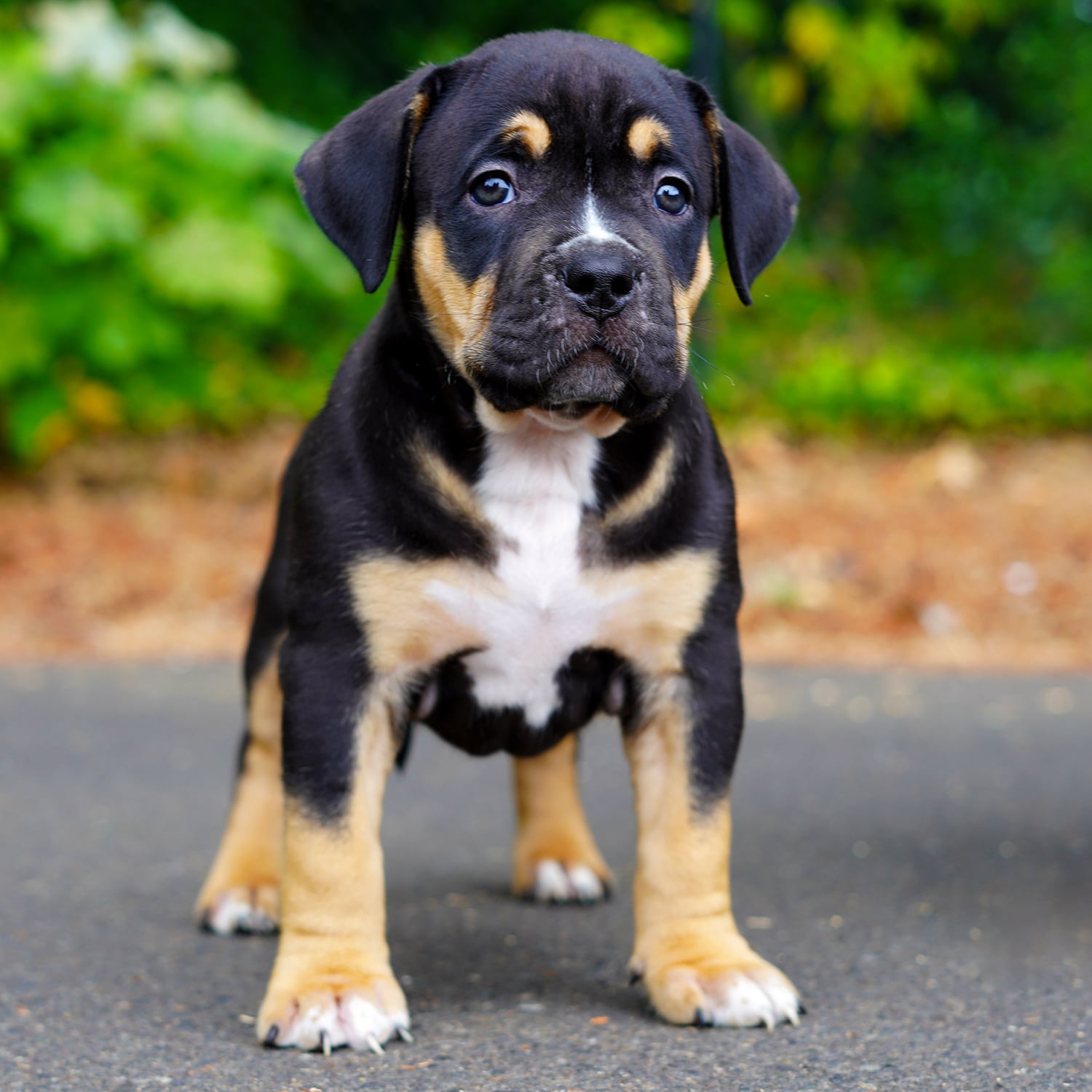 Breedings - Monster Bully Kennels