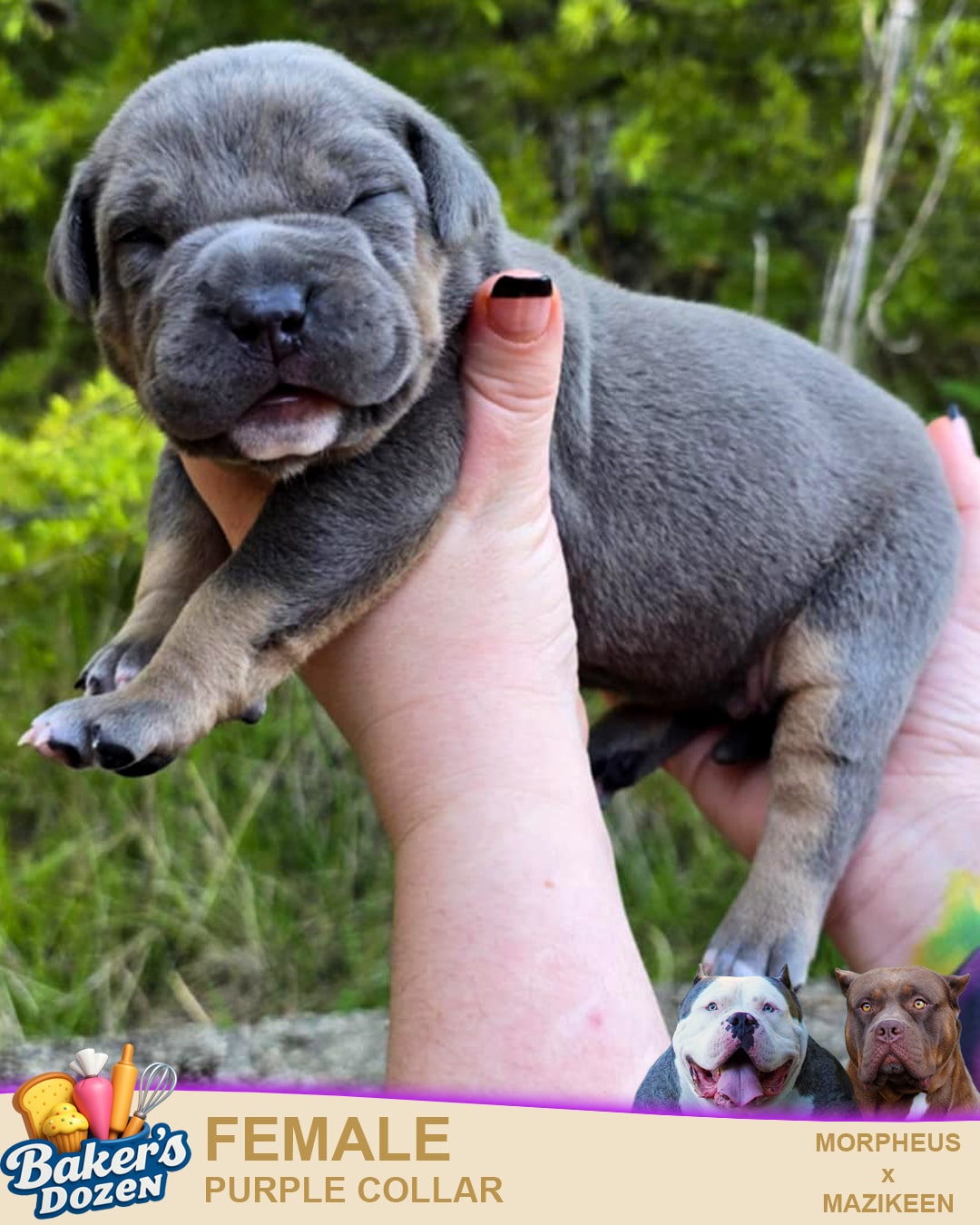Breedings - Monster Bully Kennels